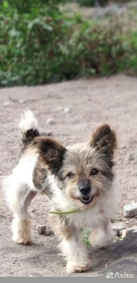 Малюсенькая собака в добрые руки