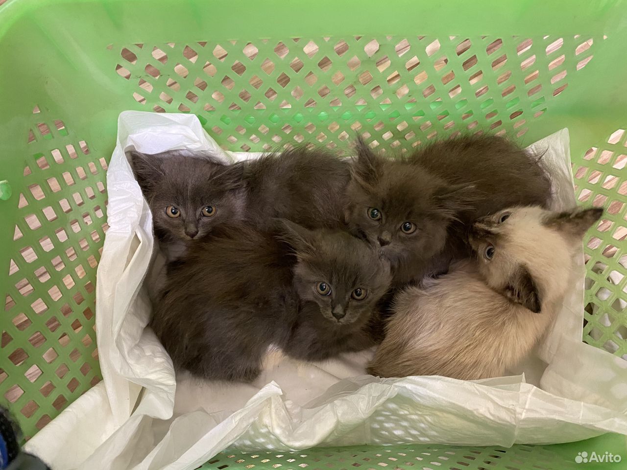 Отдам котят