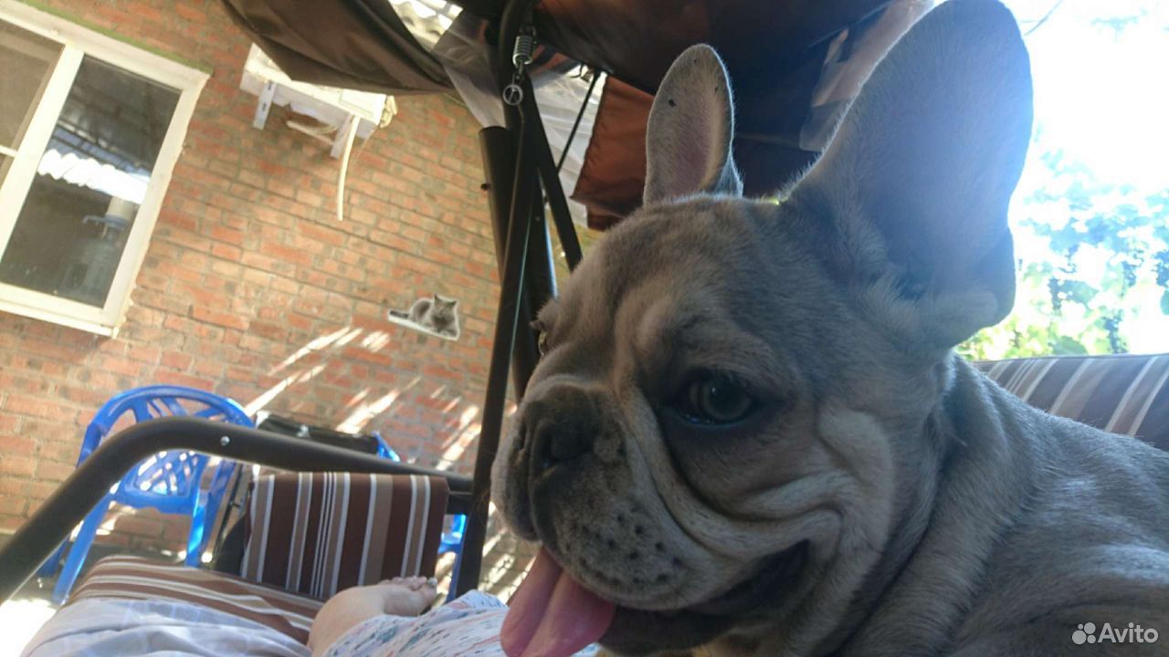 Французский бульдог
