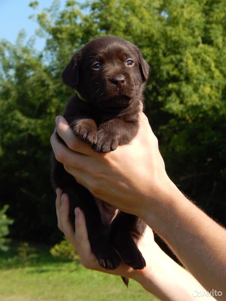 Лабрадор шоколадный мальчик