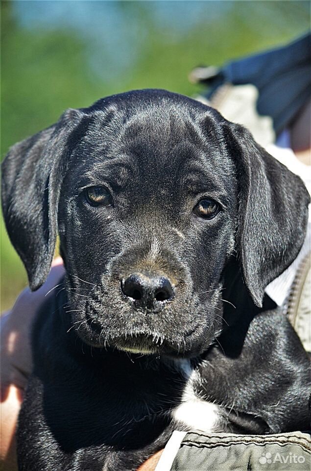 Клаусу нужен дом