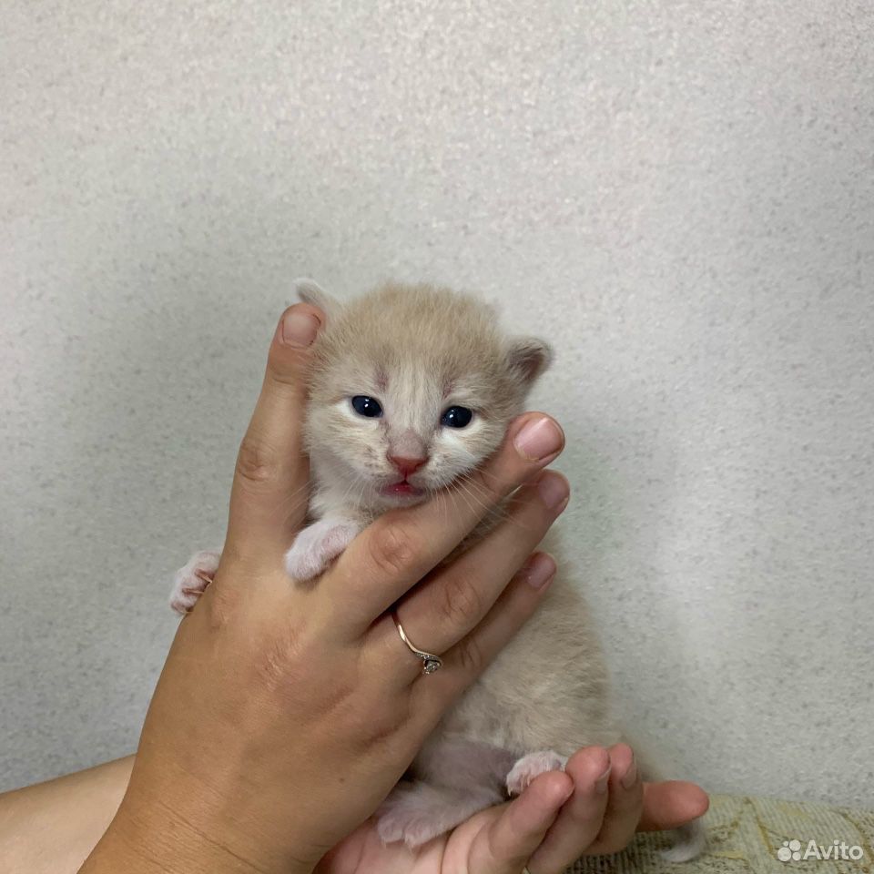 Котят ищут любящих хозяев