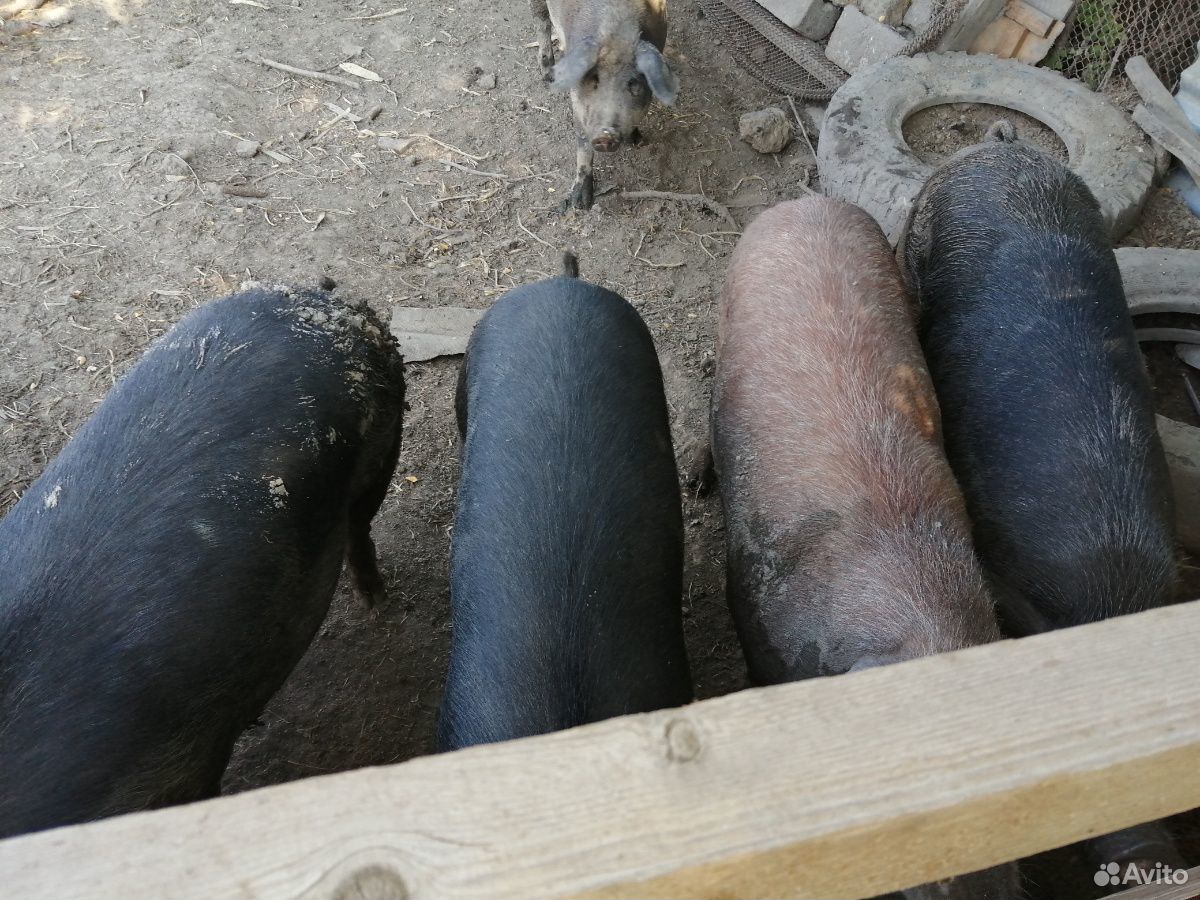 Продаю свиней