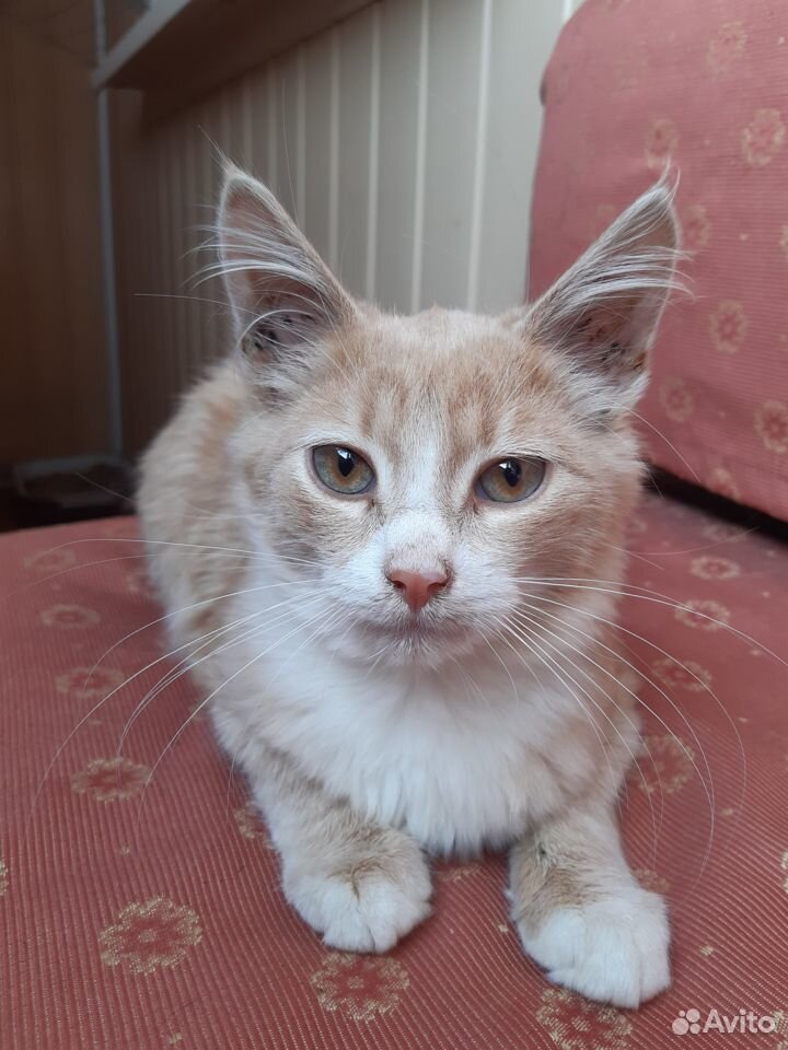 Персиковый котенок