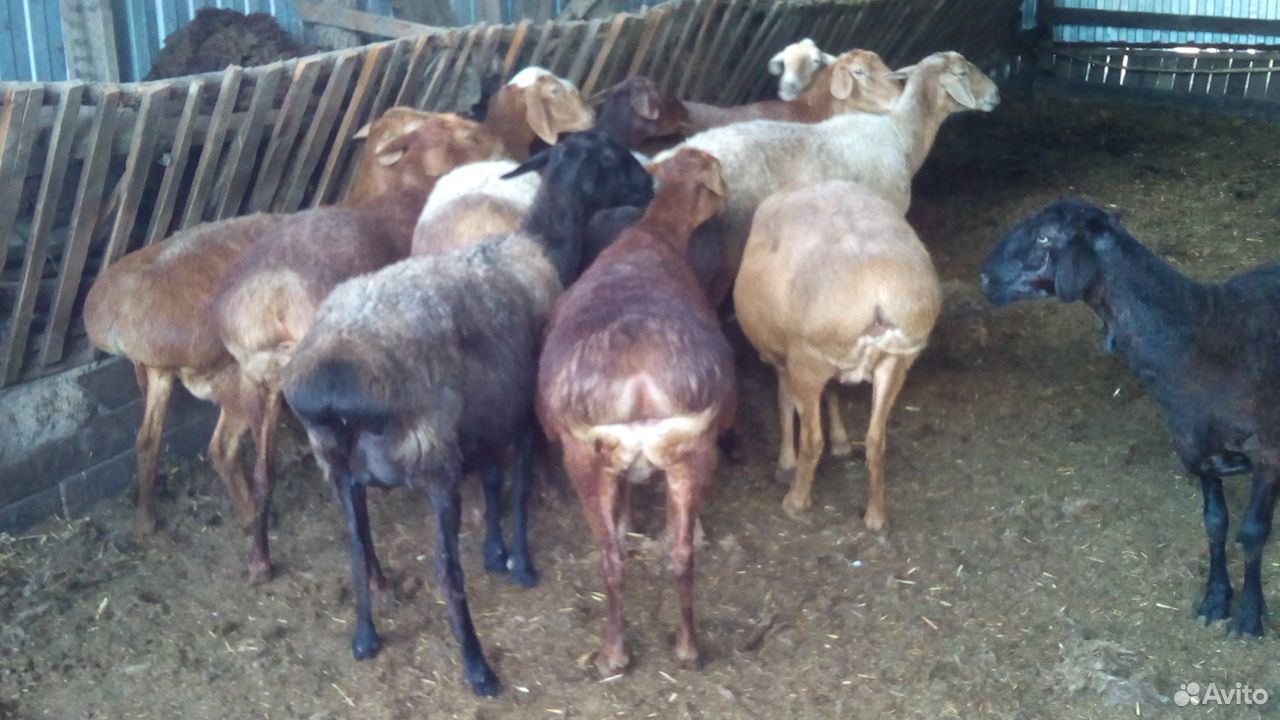 Овцы на разведение и на мясо