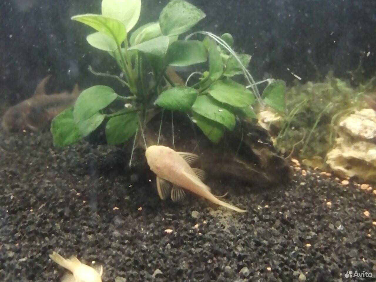 Анциструс желтый