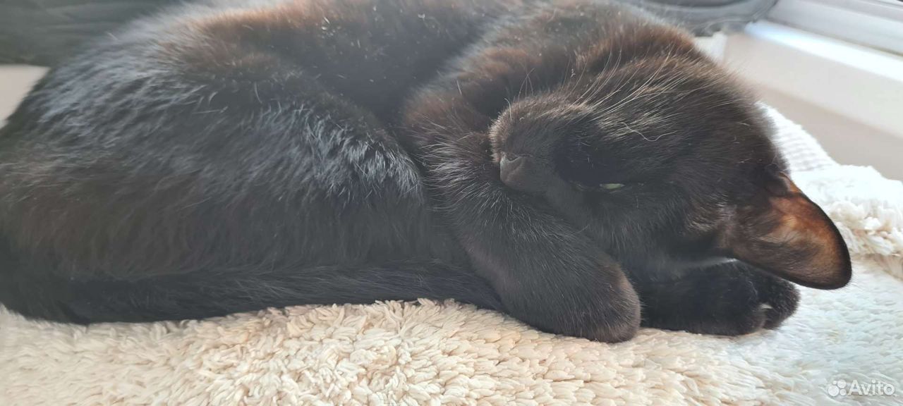 2 кота ищут новую семью