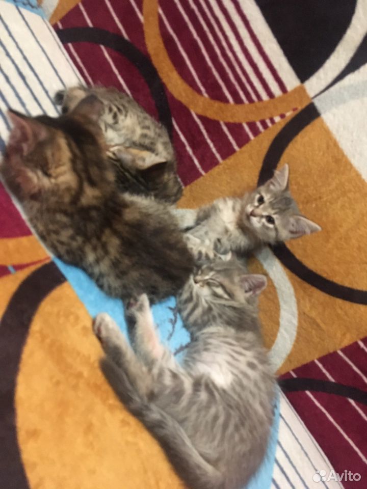 Котятки в заботливые руки