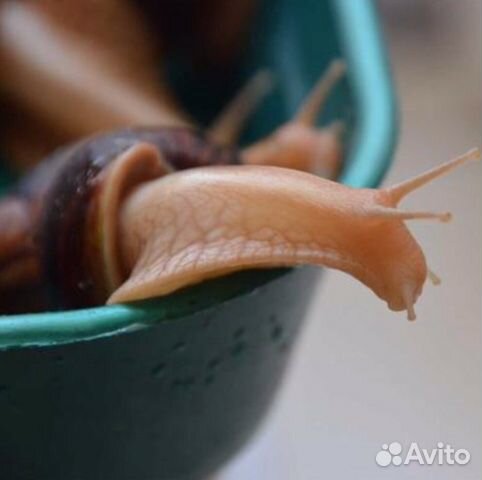 Achatina immaculata