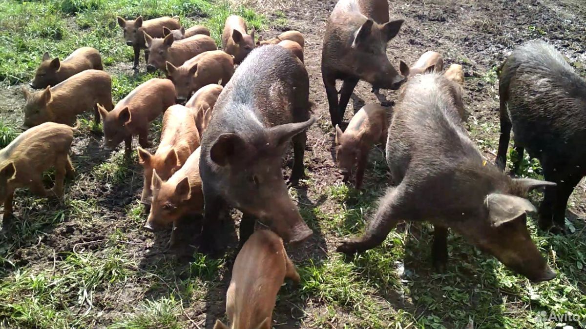 Продается дикий кабан (секач)