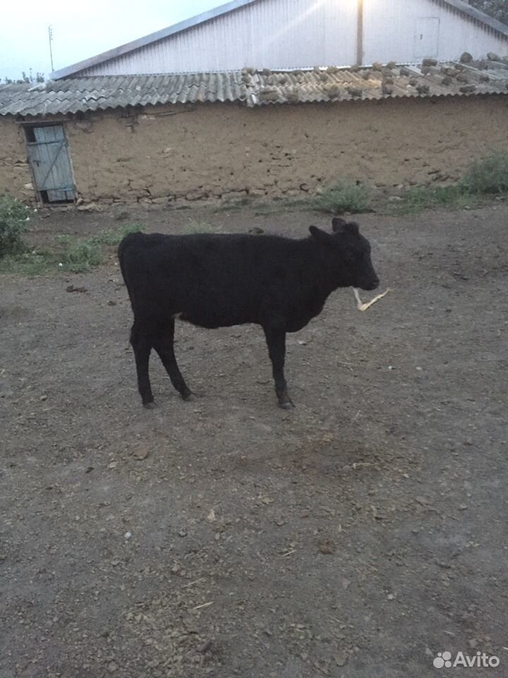 Телка