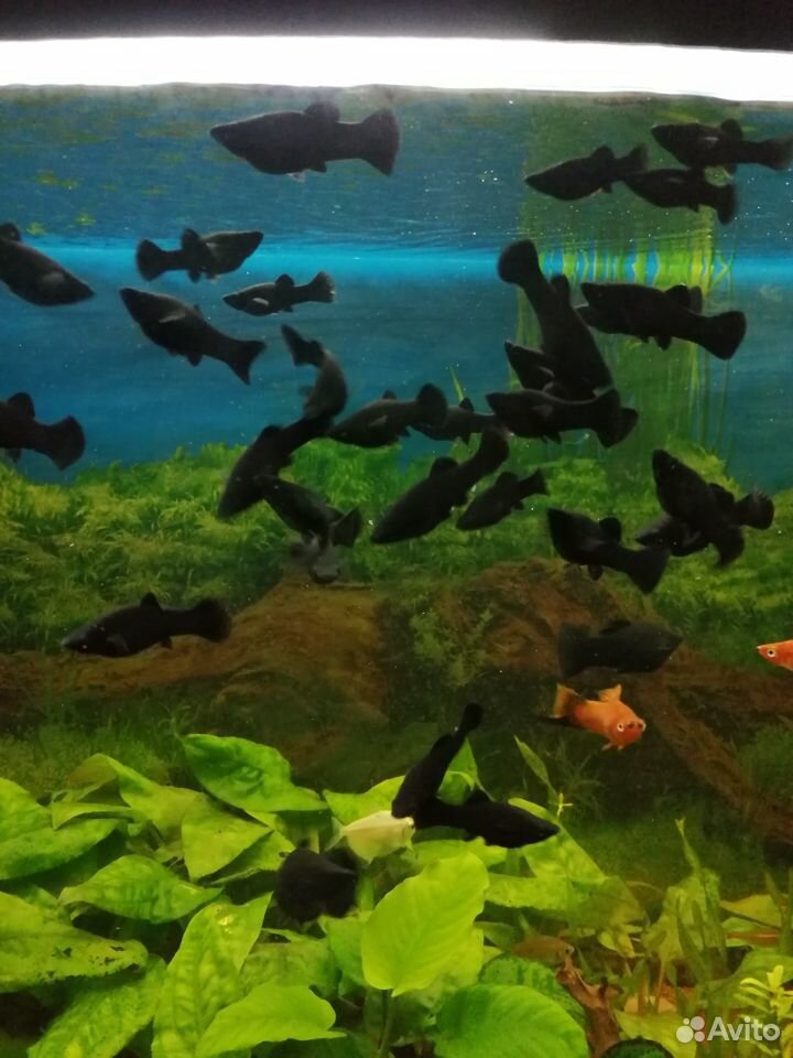 Моллинезия черная