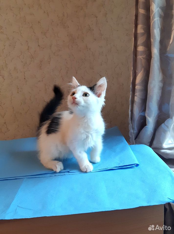 Котенок девочка