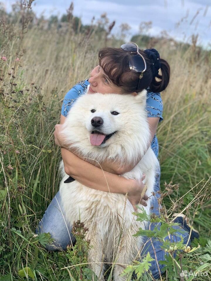 Самоедская лайка