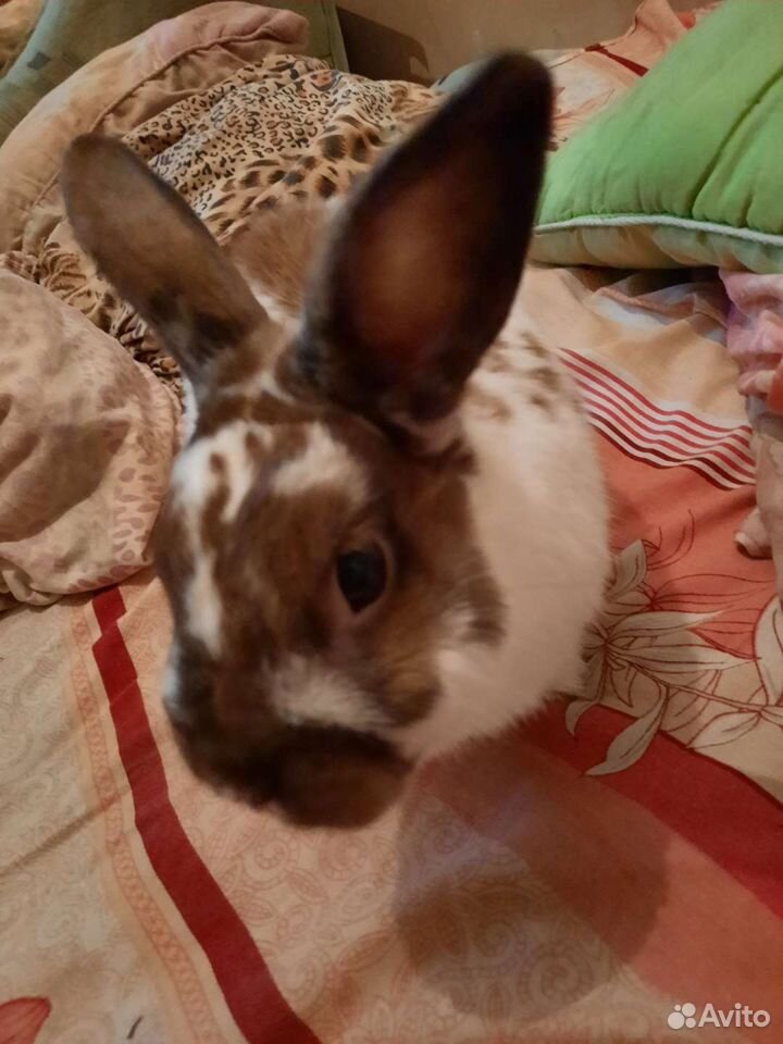 Кролик, отдам бесплатно