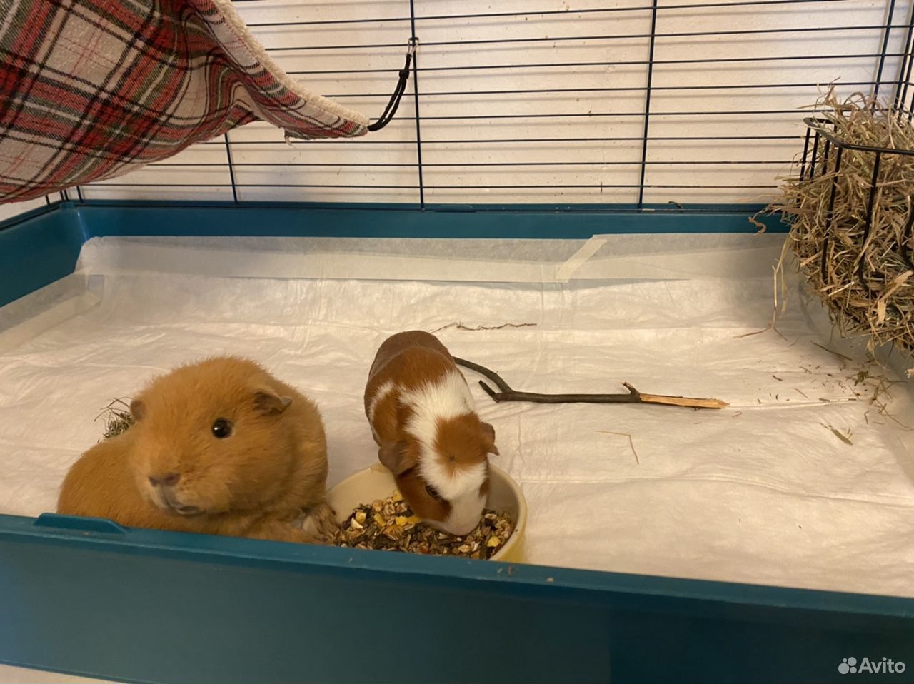 Морские свинки со всем стаффом и клеткой