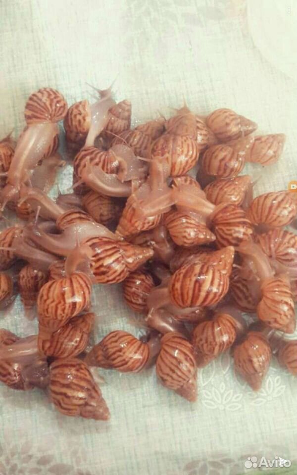 Ласковые,ручные улитки