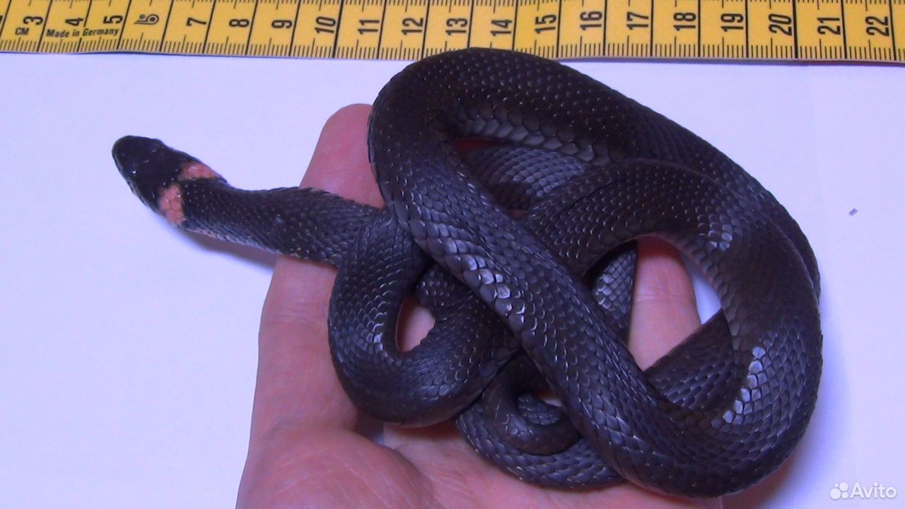 Обыкновенный уж