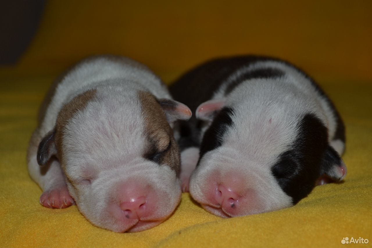 Щенки Американского Стаффордширского терьера