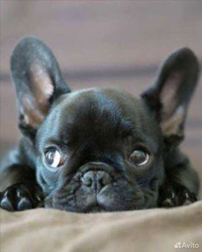 Французский бульдог