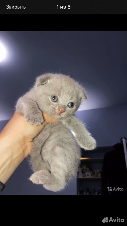 Шотландская вислоухая