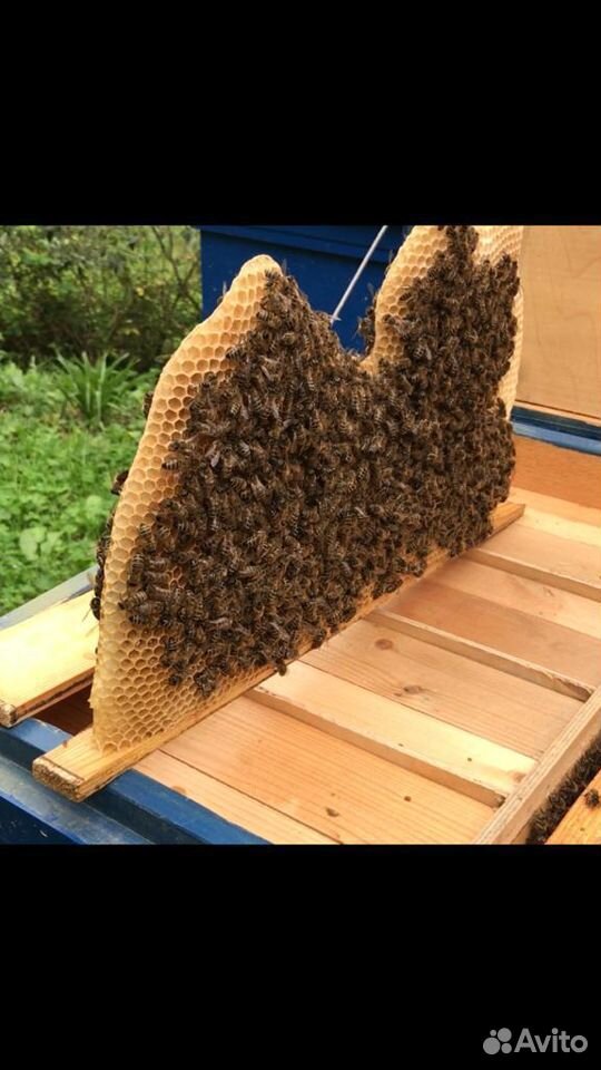 Заберу пчел