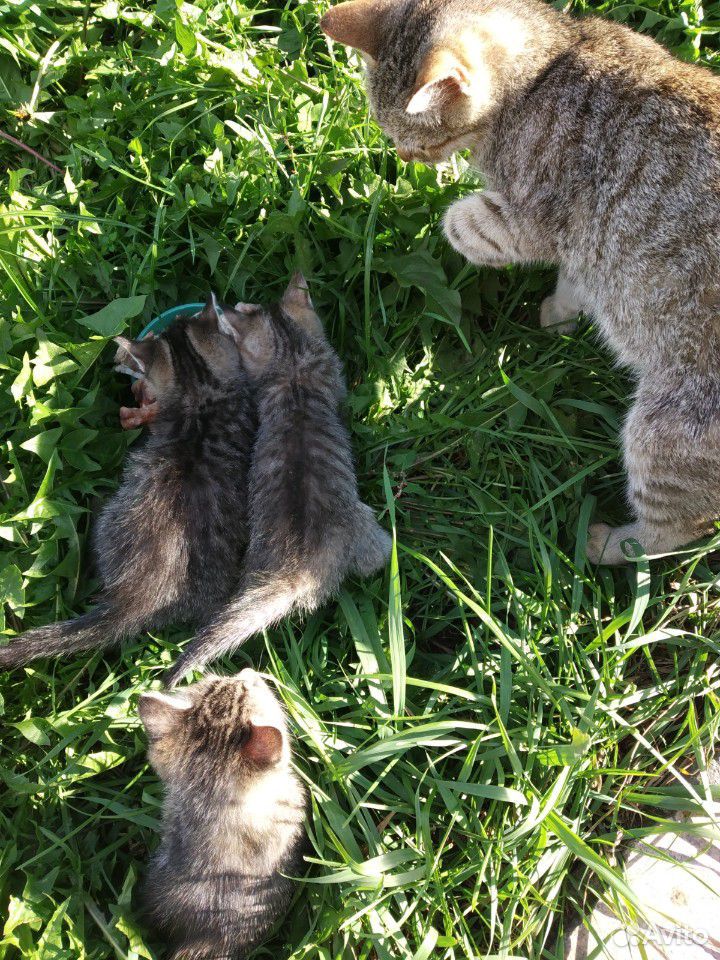 Пушистая банда в добрые руки