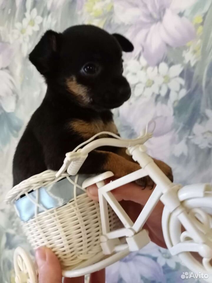 Мини той-терьер