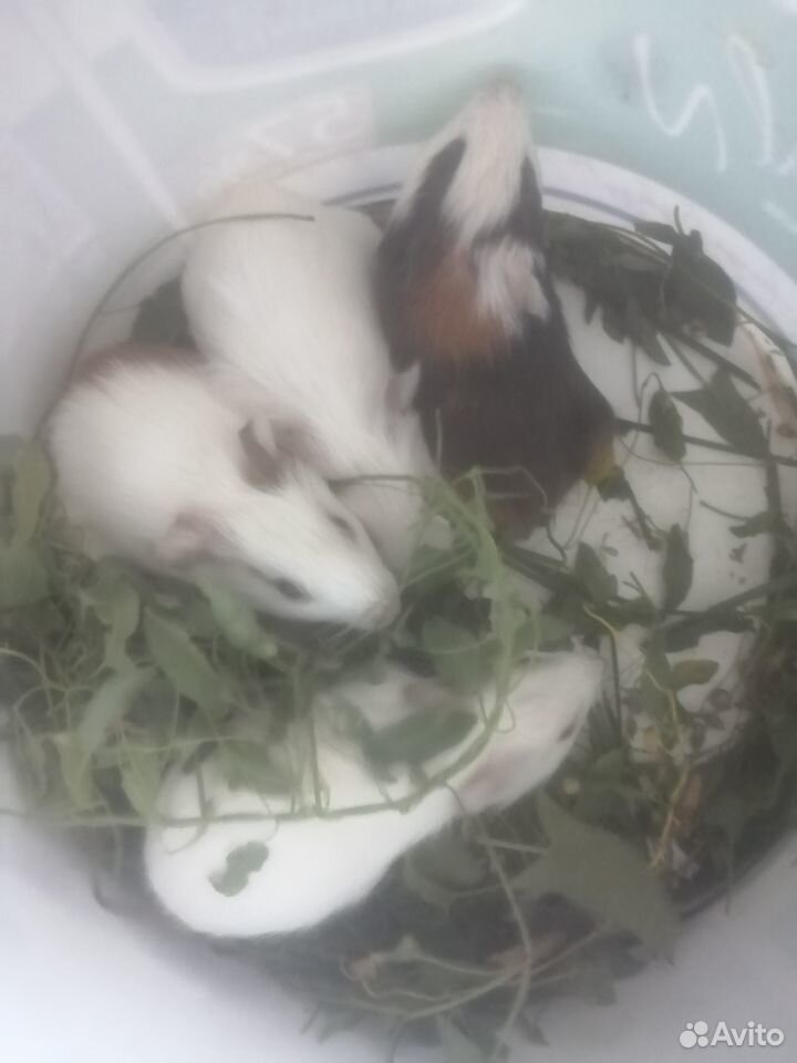 Морские свинки