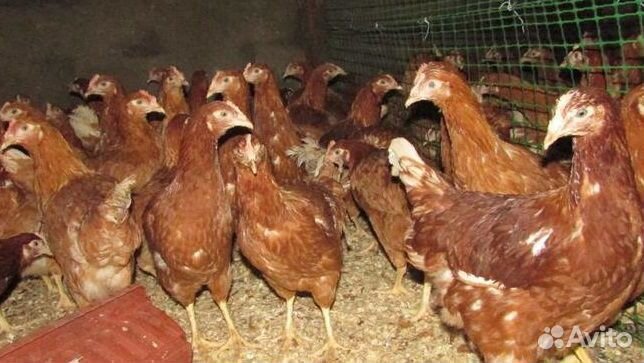 Куры Браун Ник