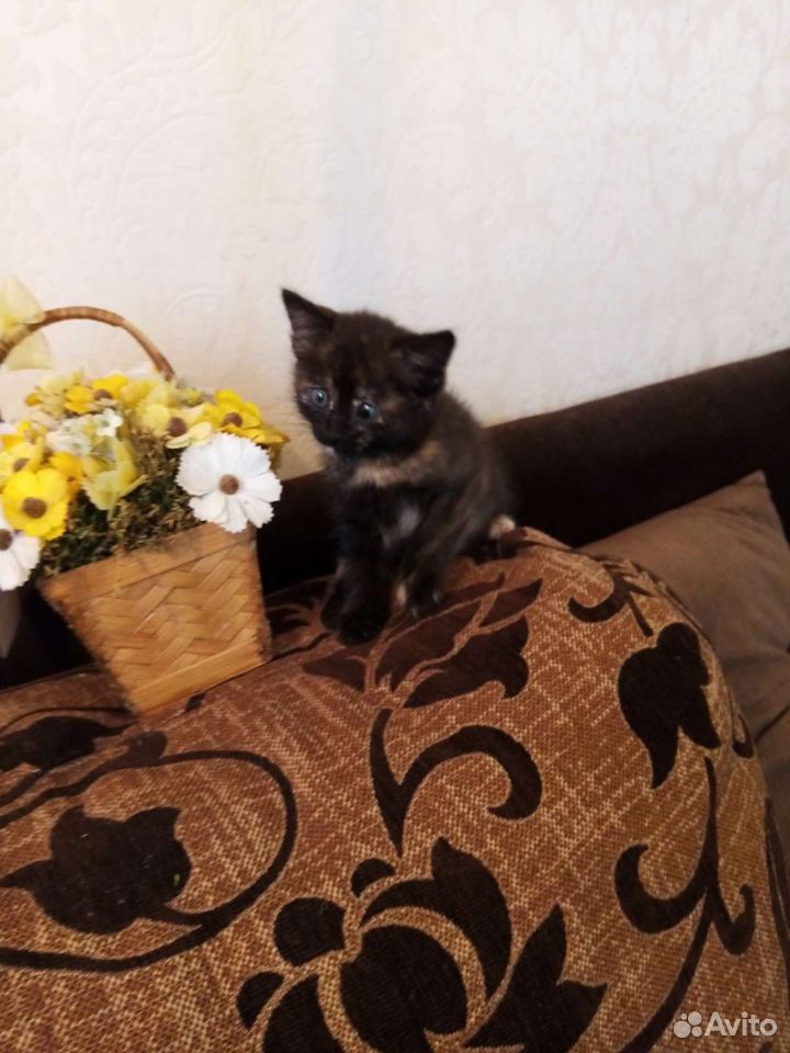 Спасенные бездомные котята в добрые руки