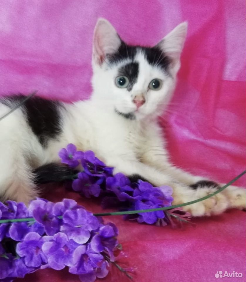 Бедная малышка котёнок Бася 3,5 месяца в добрые ру