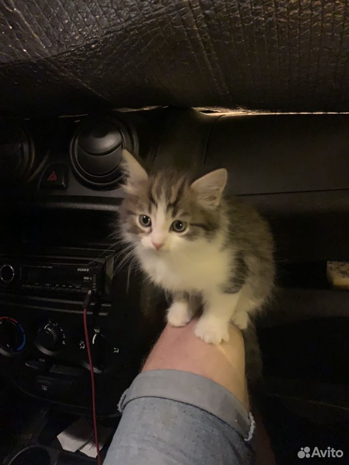 Отдаем классного котёнка