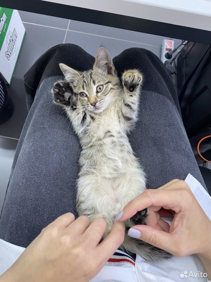 Котёночек в добрые руки