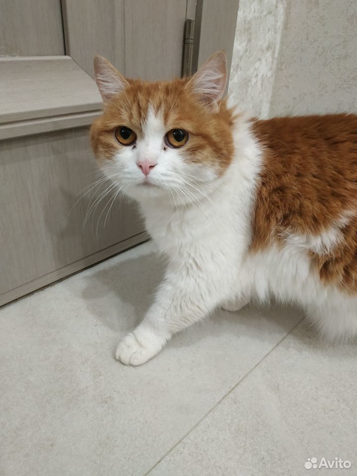 Кошка Кузя ищет хозяев