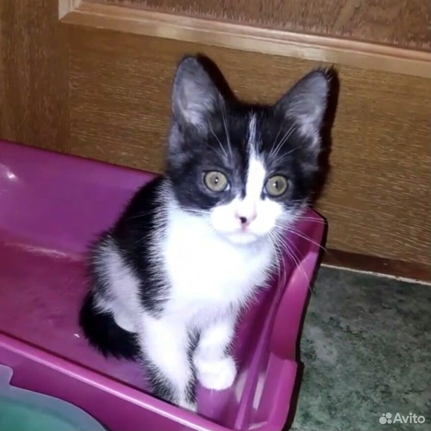 Котёнок