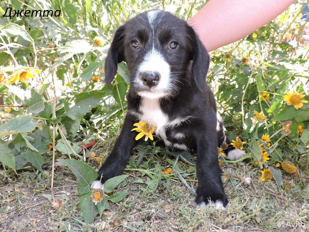 Бордер-колли, девочки (mix)