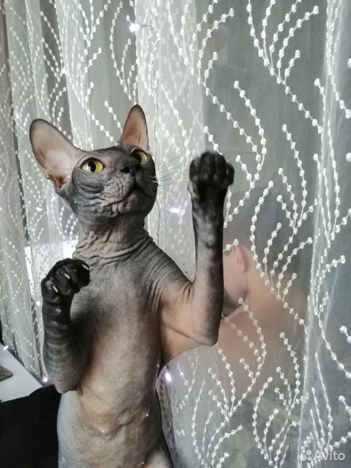 Хорошенький сфинкс ищет новый дом