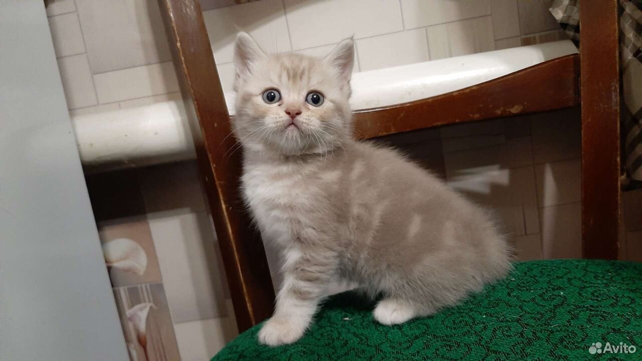 Котёнок котик
