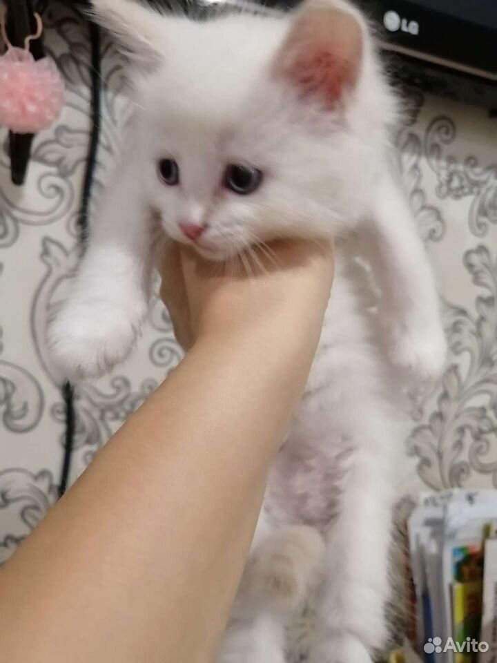 В добрые руки