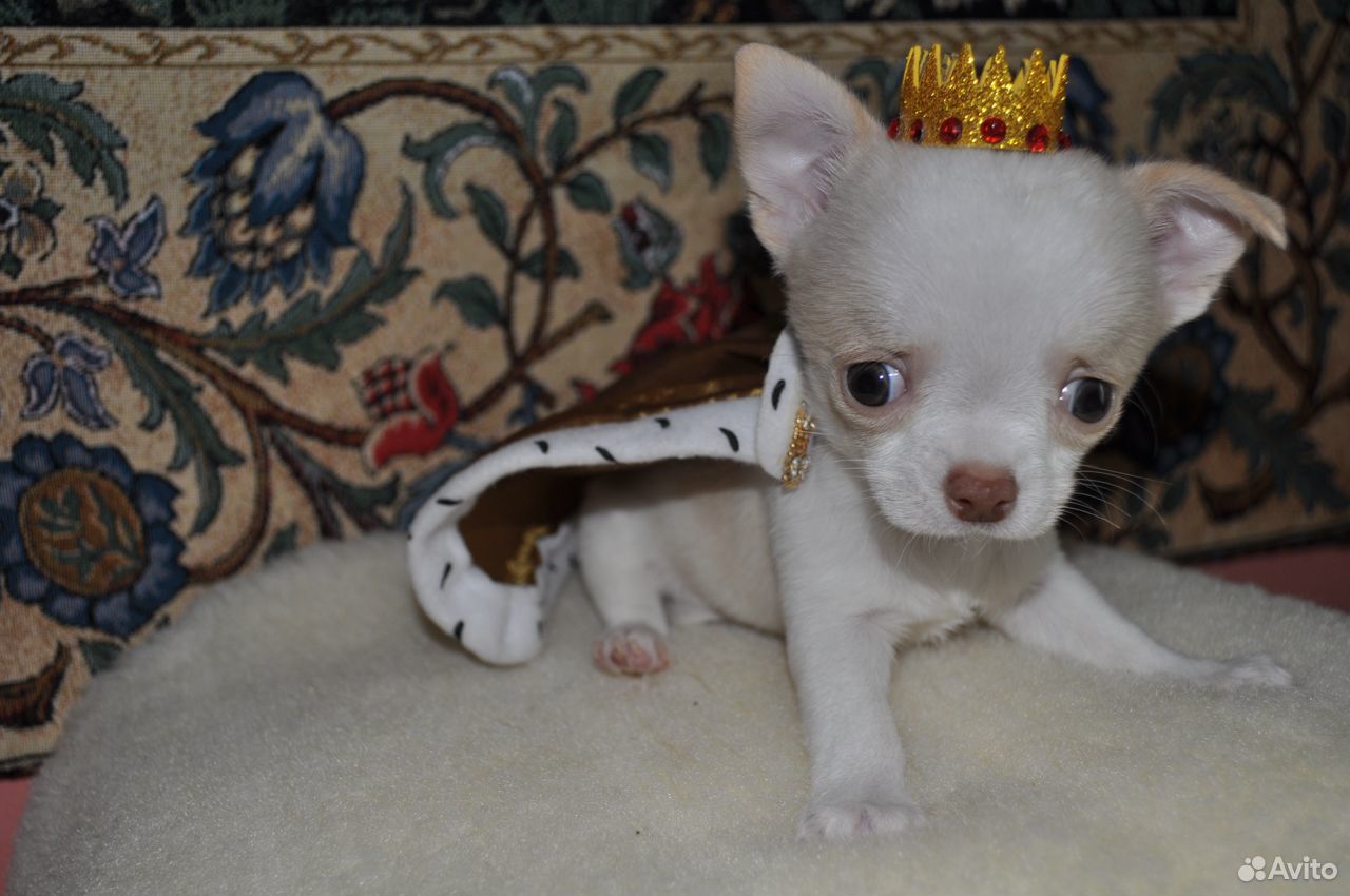 Чиуаууа Chihuahua щенки