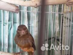 Молодой кенар