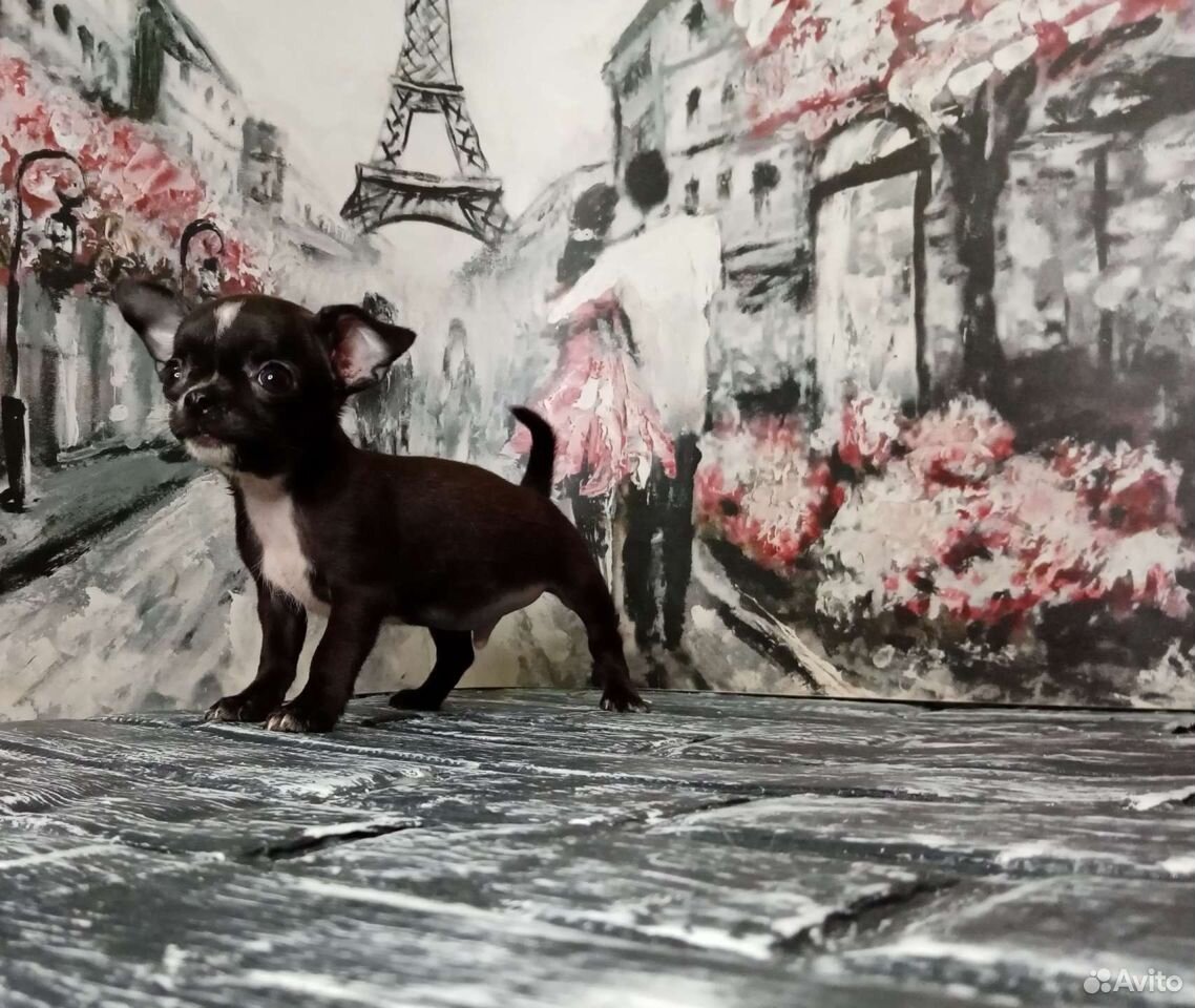 Минюшки чишки