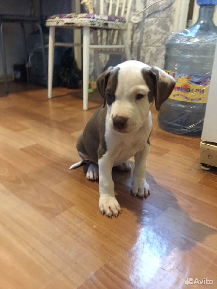 Щенки питбультерьера