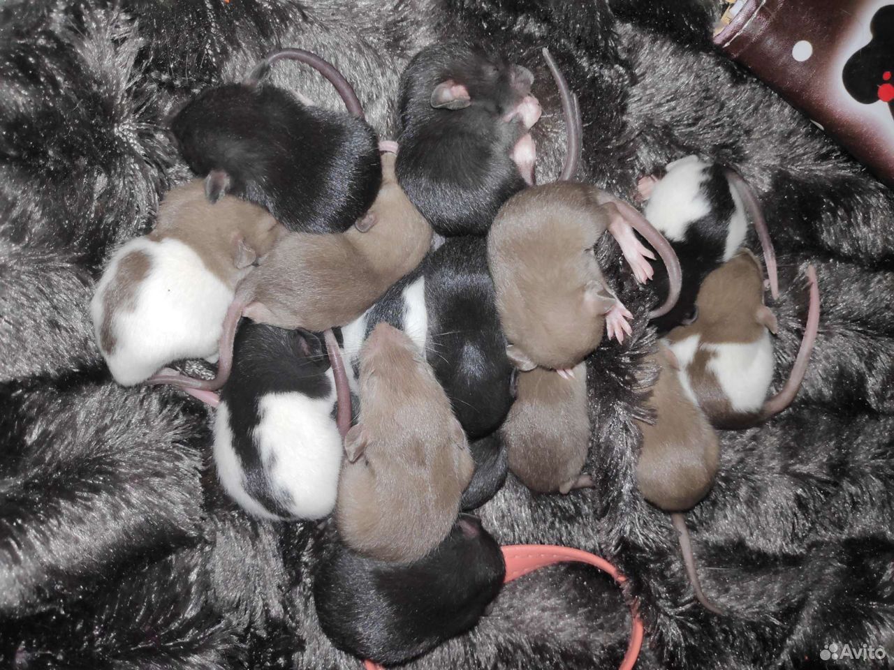 Крысята Дамбо (бурмиз)