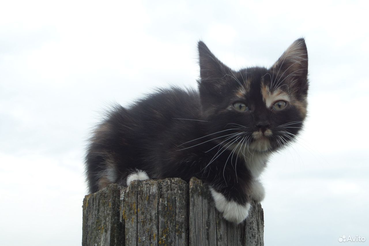 Отдам в хорошие руки очаровательного котёнка