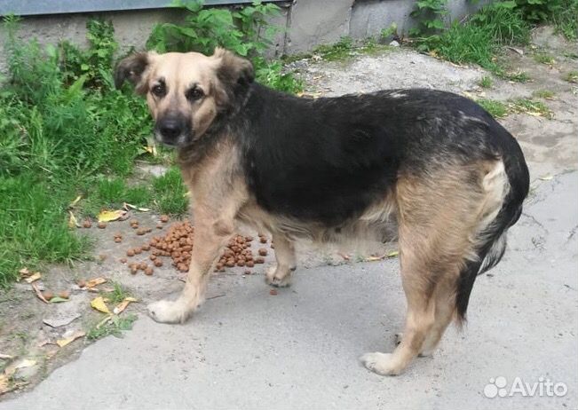 Собака Синди ищет хозяина. Отдадим в хорошие руки