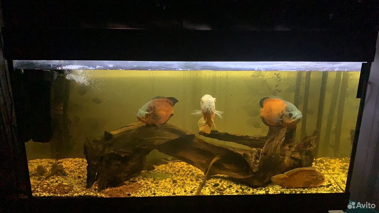 Аквариум 320 литров