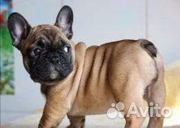 Щенок француз