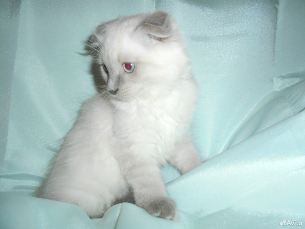 Милый котенок